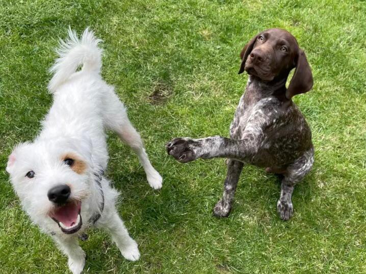 Decoding Puppy Body Language: A Guide to Understanding Your Furry Frie ...